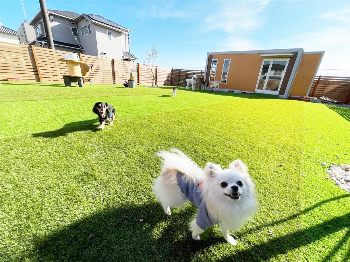 入園までの流れ | 兵庫県のドッグトレーニング＆幼稚園 Sunny Dog School